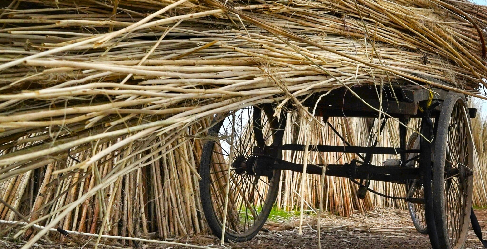 Living with Sisal and Jute Rugs - the Pros and Cons - Pro-Care